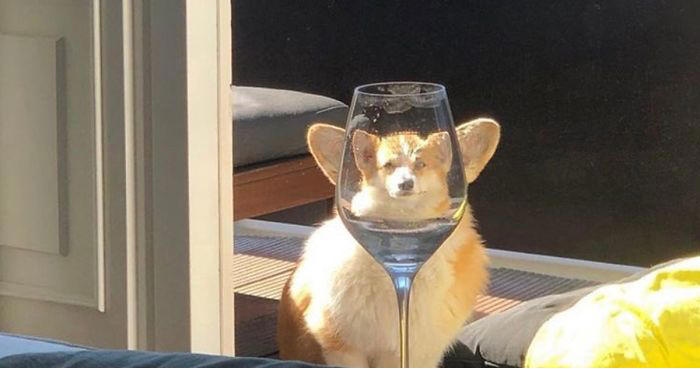 People are sharing hilarious distorted pictures of animals through ...