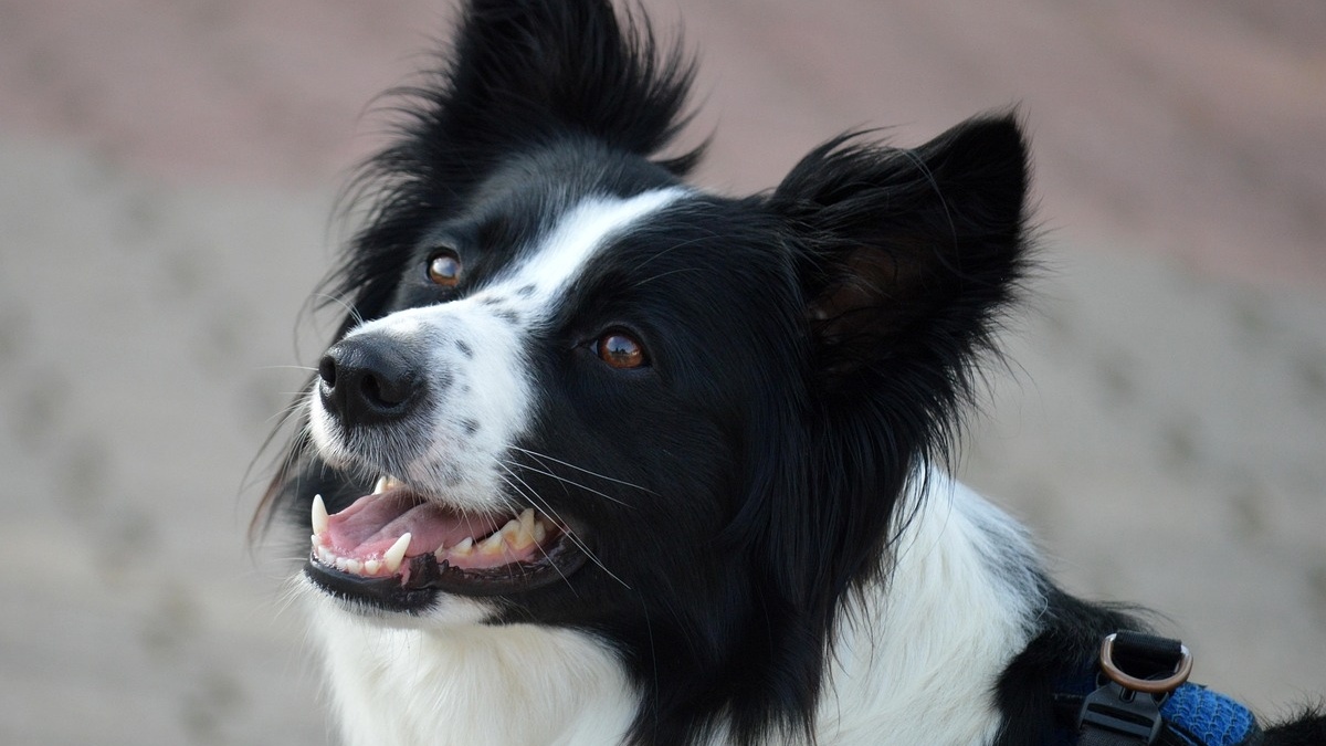 If your dog does this, he loves you more than you think: 9 sure signs