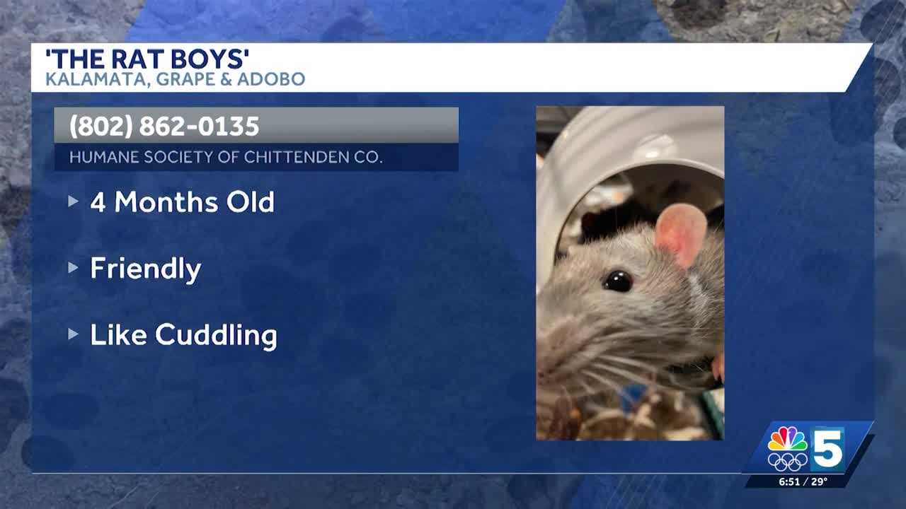 Pet connection: 'The Rat Boys' are ready for a new home!