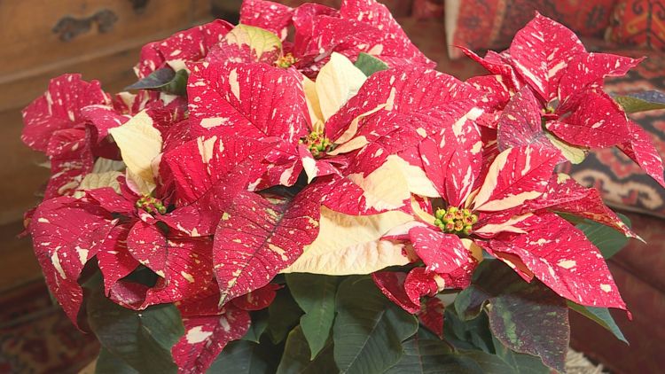 Expert tips: Keep holiday greenery and poinsettias thriving this winter