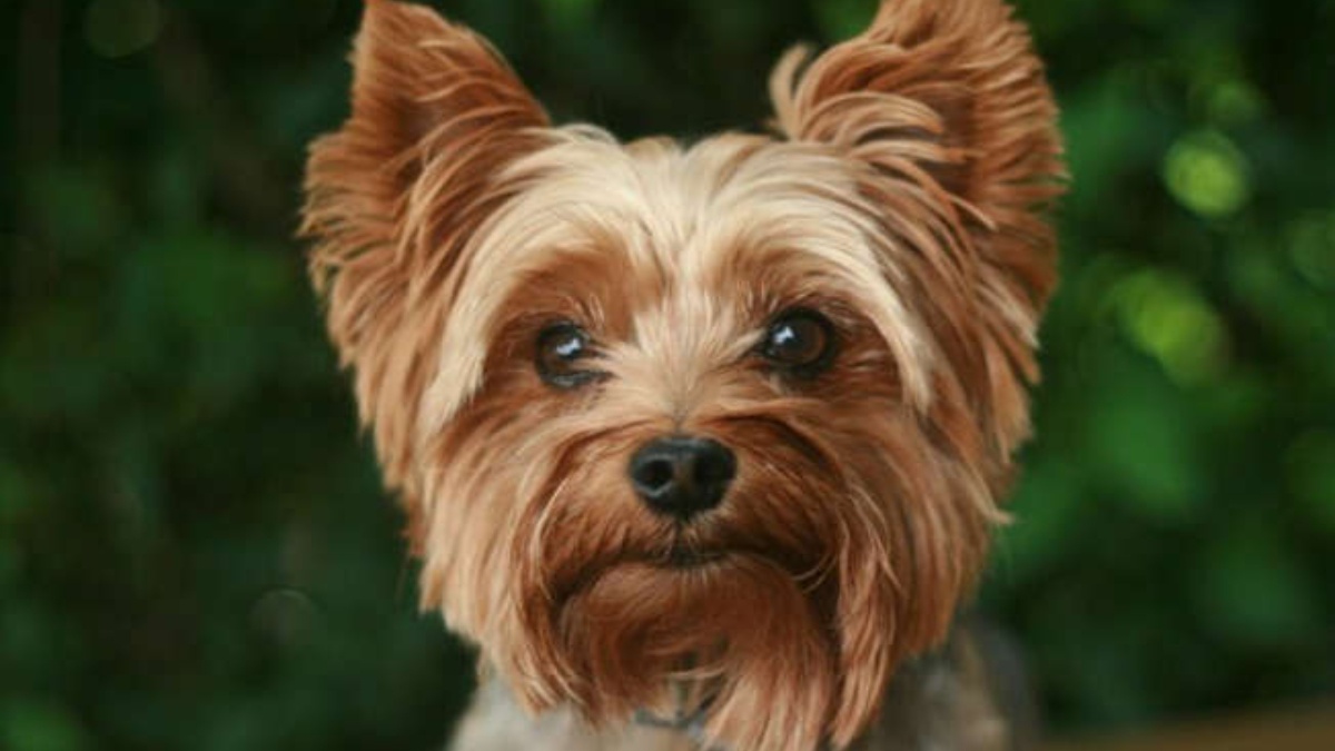 25 dog breeds perfect for accompanying senior citizens in their old age