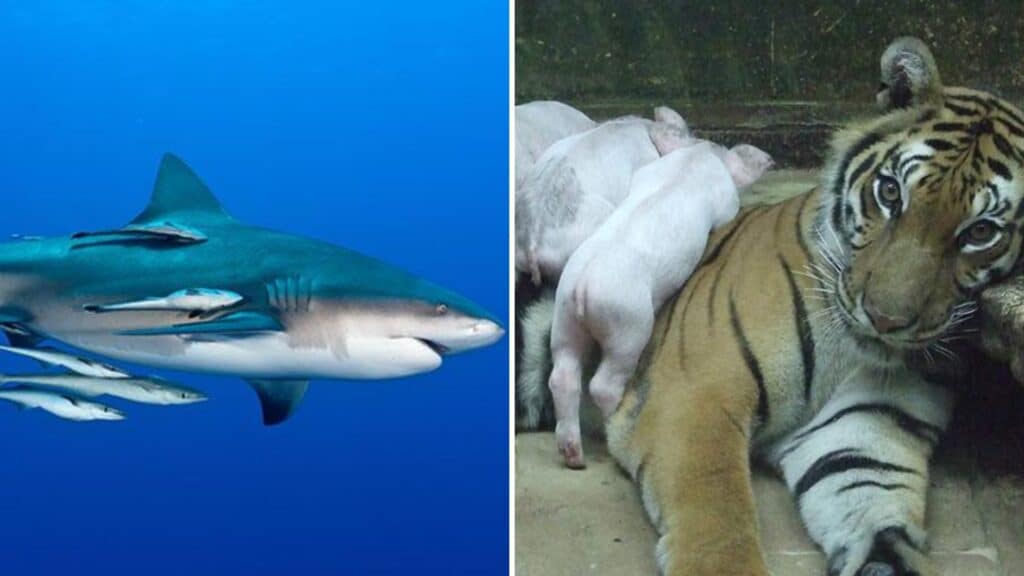 Unlikely animal friendships that prove nothing is certain in nature