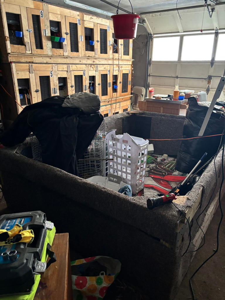 60 birds confiscated from suspected Mass. cockfighting operation