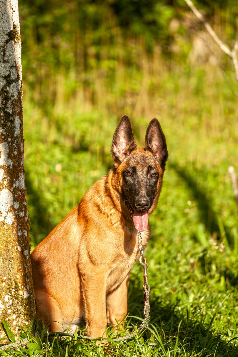 12 dog breeds that need emotionally strong owners, not just active ones