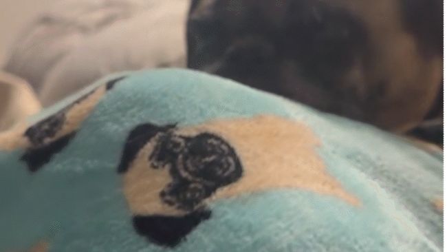 Cuddly pugs cling to 'emotional support blow-up doll' when human is away
