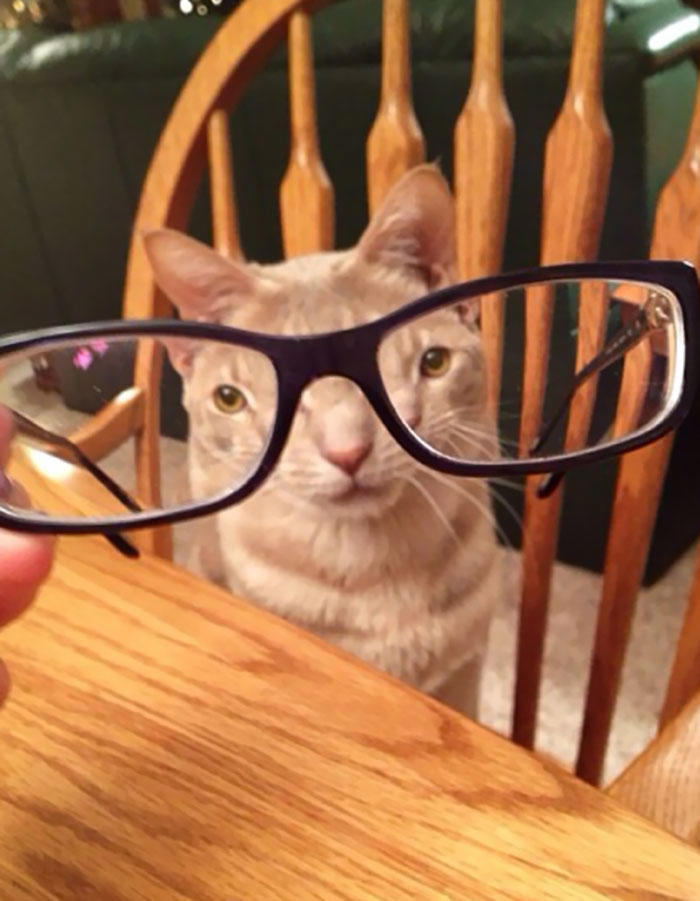 People are sharing hilarious distorted pictures of animals through ...