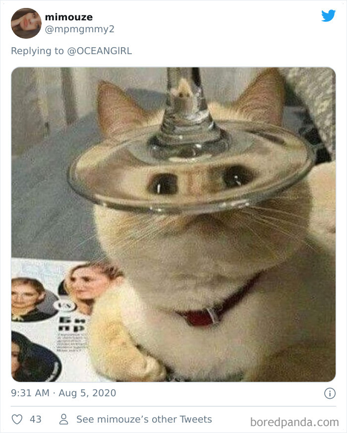 People are sharing hilarious distorted pictures of animals through ...