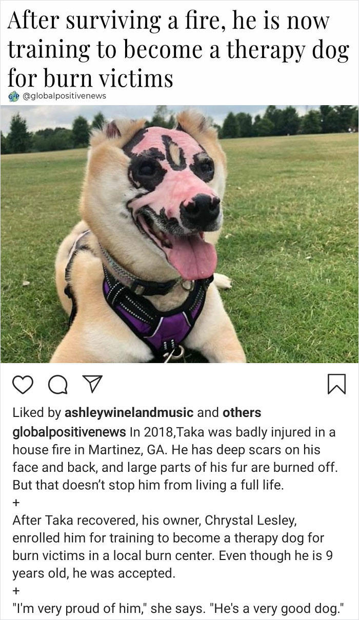 49 uplifting dog posts to make your day better (new pics)