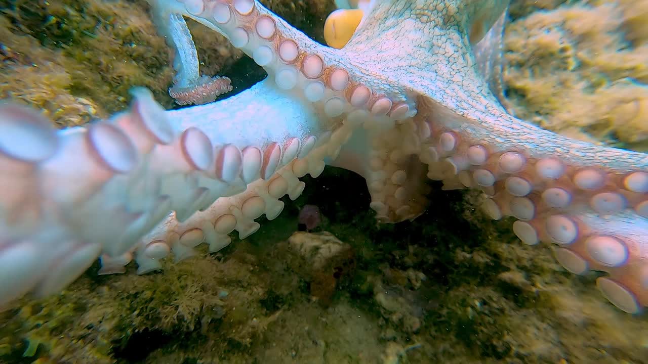 Octopus takes camera, films diver