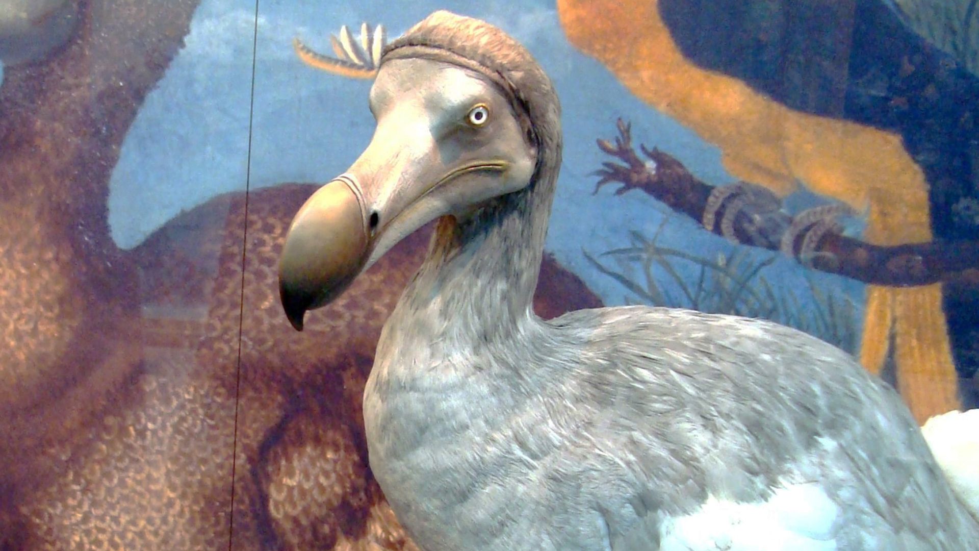 How the famous dodo bird went extinct