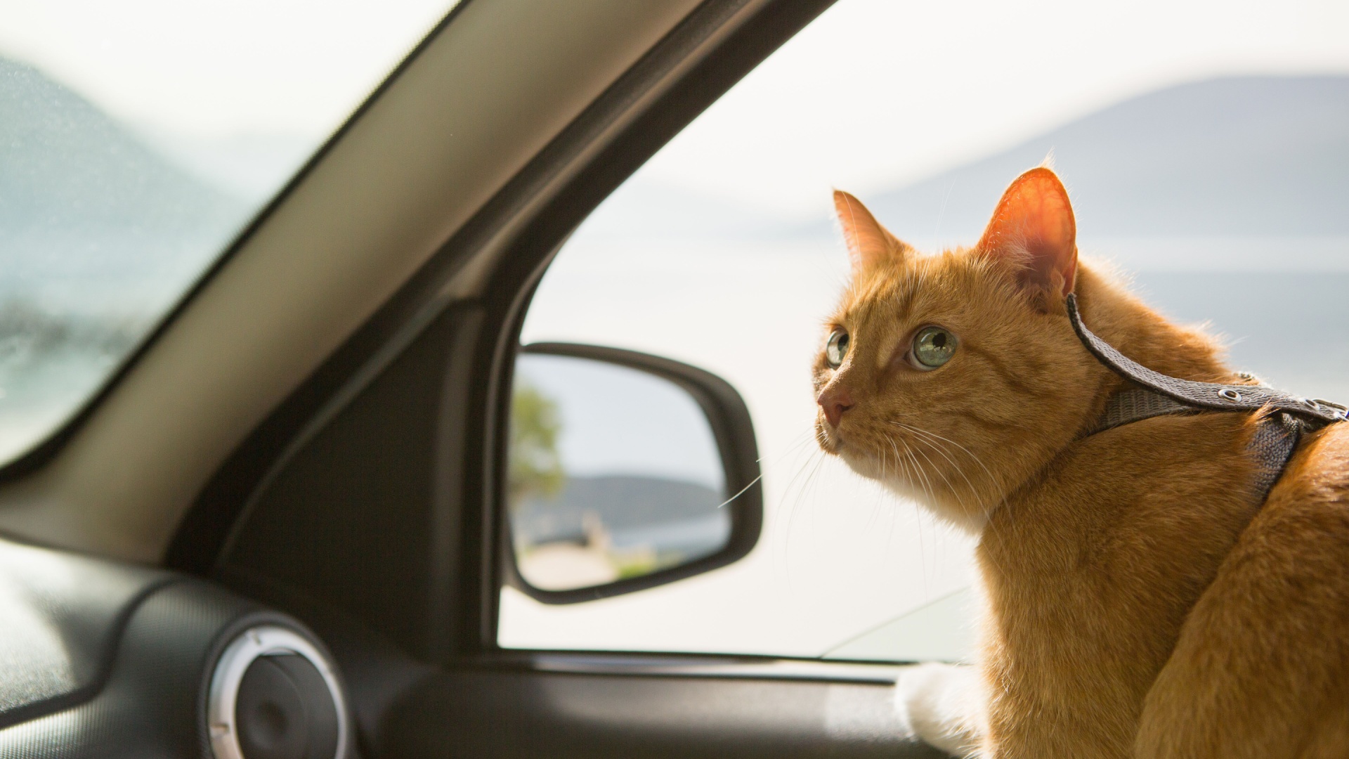 7 cat breeds that actually enjoy car rides