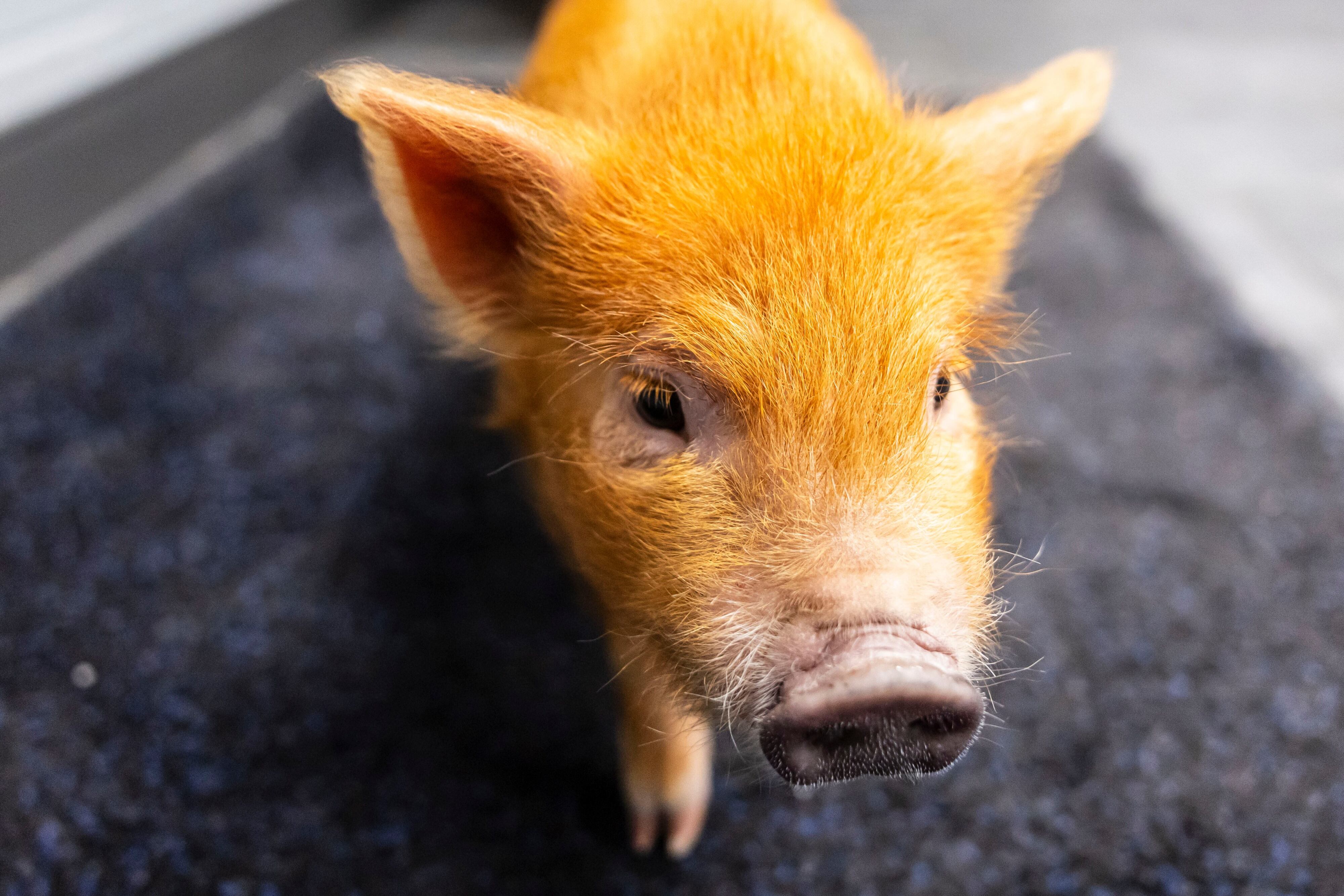 Pig found hoofing it through Michigan snowstorm traced to local pet ...