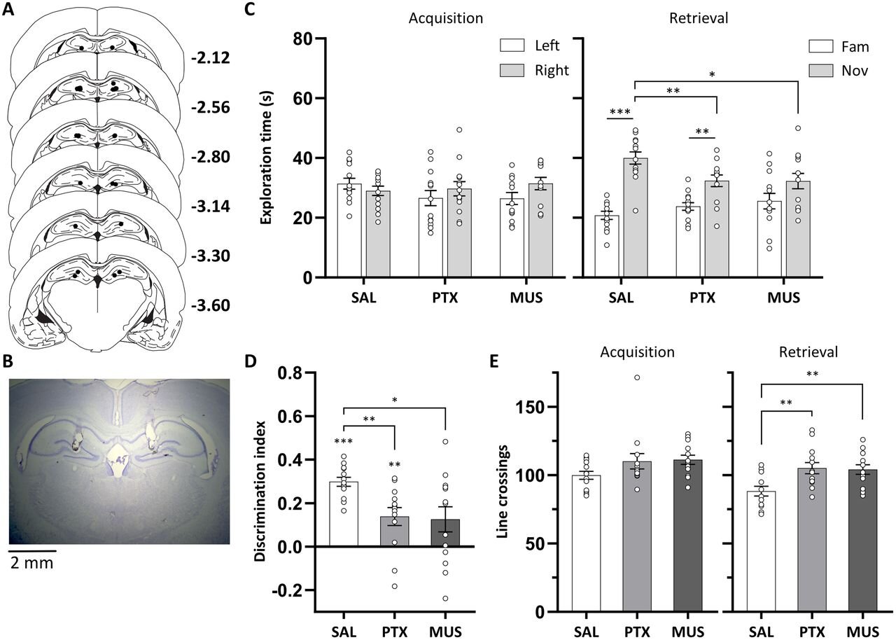 Balanced neural inhibition in the hippocampus is crucial for recognition memory