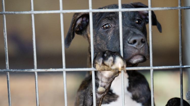 80+ dogs rescued from 'heartbreaking' conditions amid Union, Clay ...