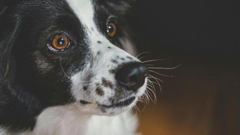 Why dogs have “vibrissae” – the whiskers that do more than look cute
