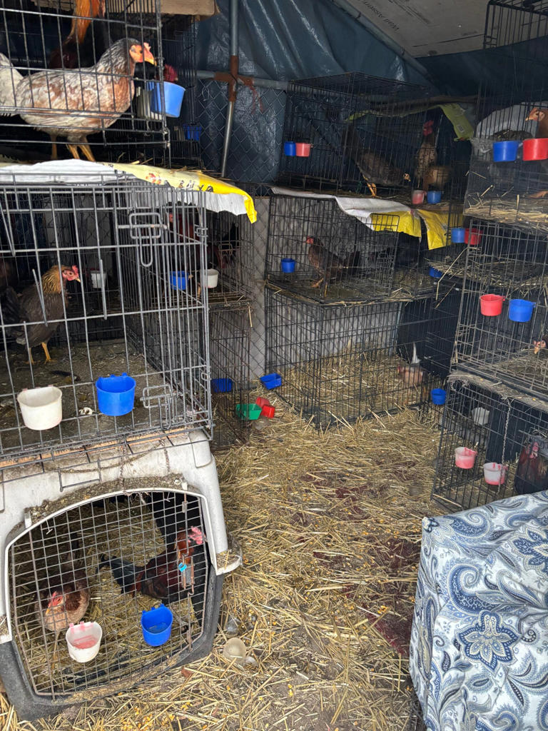 60 birds confiscated from suspected Mass. cockfighting operation