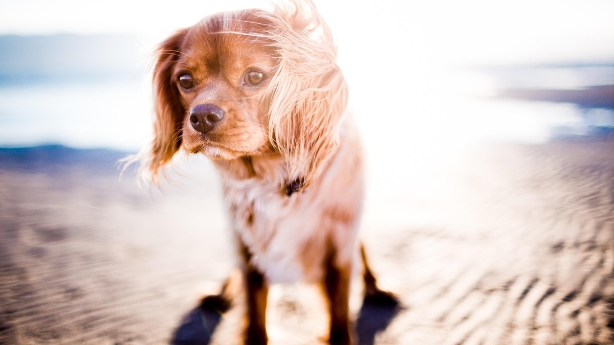 If your dog does this, he loves you more than you think: 9 sure signs
