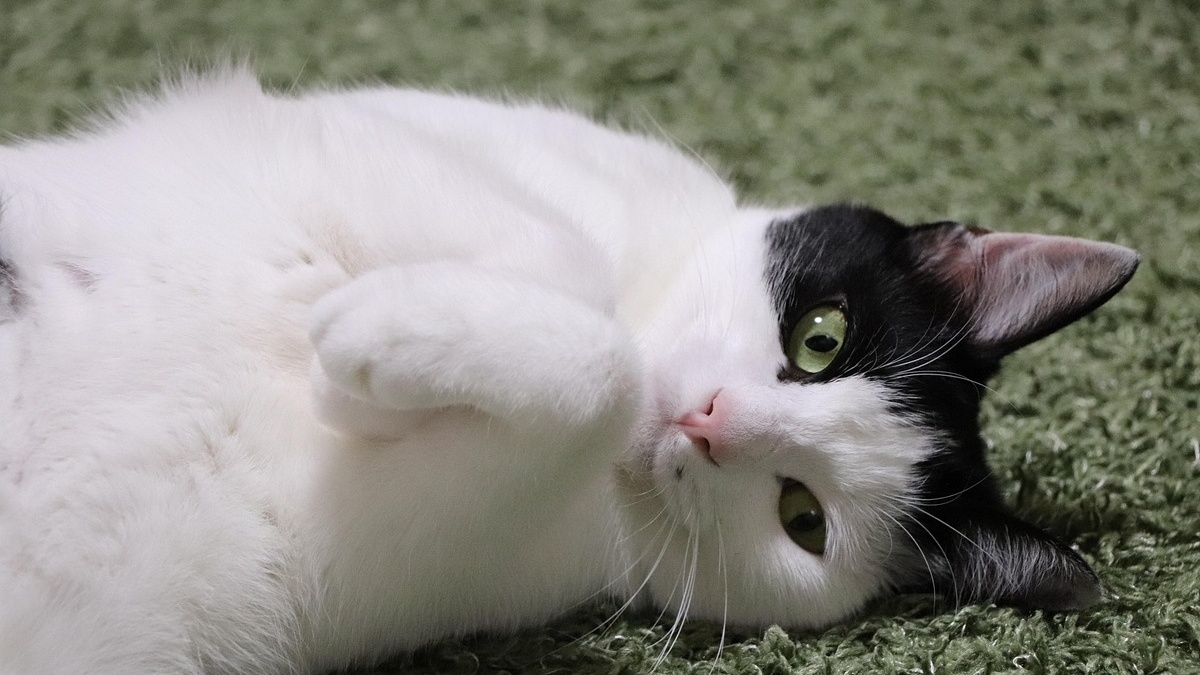 Your cat makes sure to tell you he loves you every day with these 12 ...