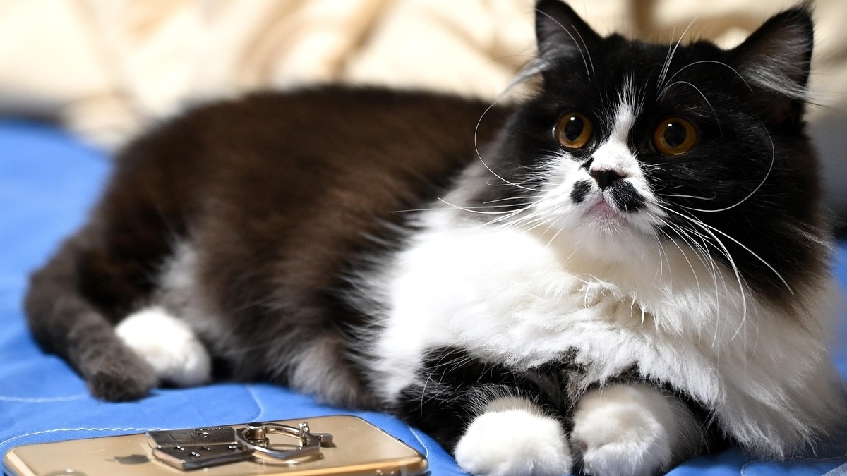 8 cosas que los gatos hacen antes de morir (porque aman a sus dueños ...