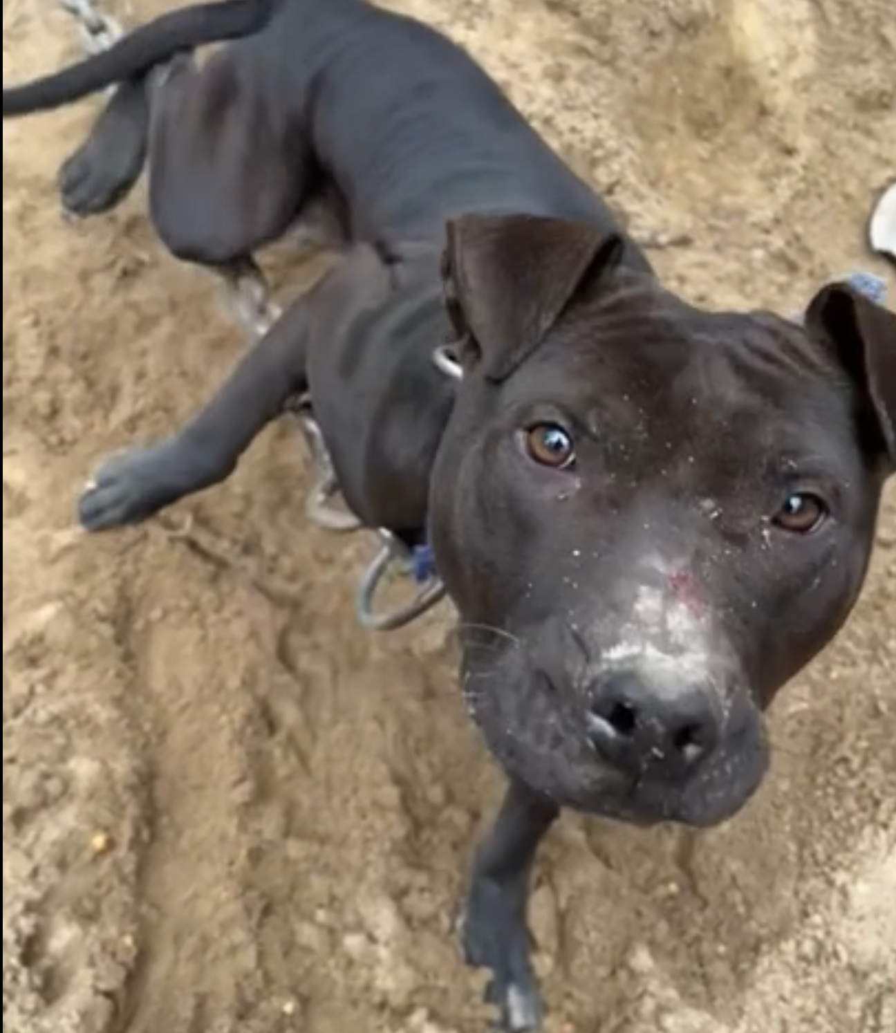 'Scars tell a heartbreaking story' in suspected dog fighting operation