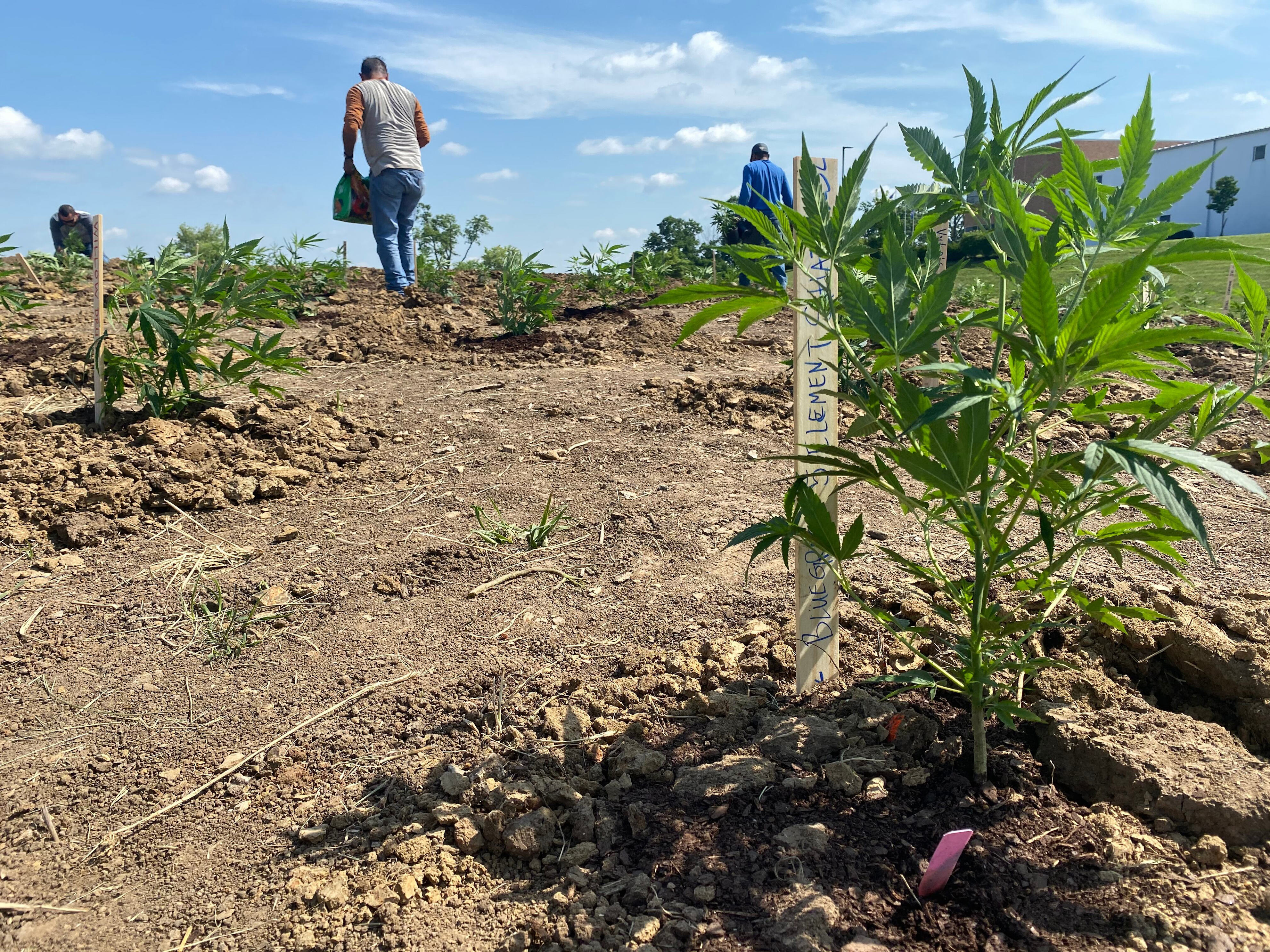 New bill raises hopes for hemp farmers in Kentucky