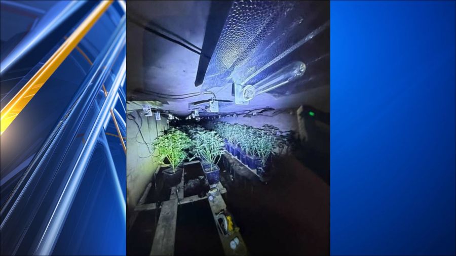 'Highway' has new meaning: 240 marijuana plants found under English road