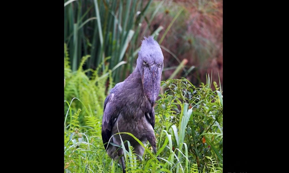 Massive 'dinosaur bird' stalks, devours snake in Uganda swamp