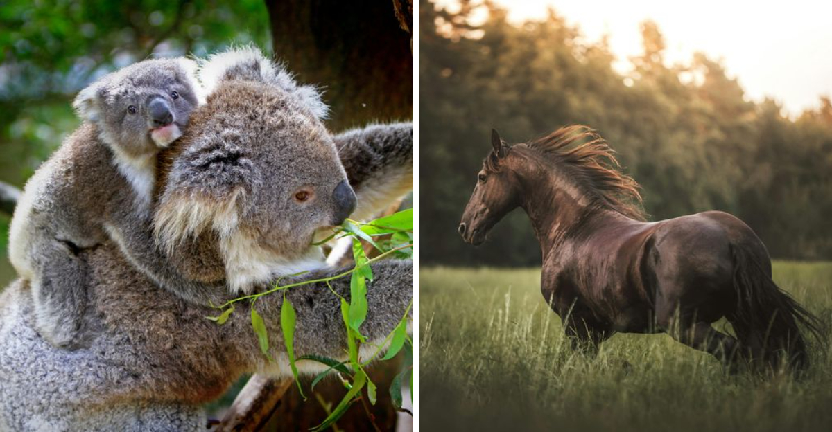 10 of the most loved animals in the world