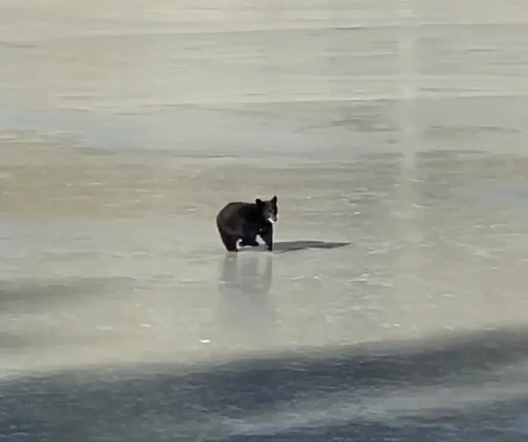 Video: Baby bear has a ball on the ice in Hubbardston