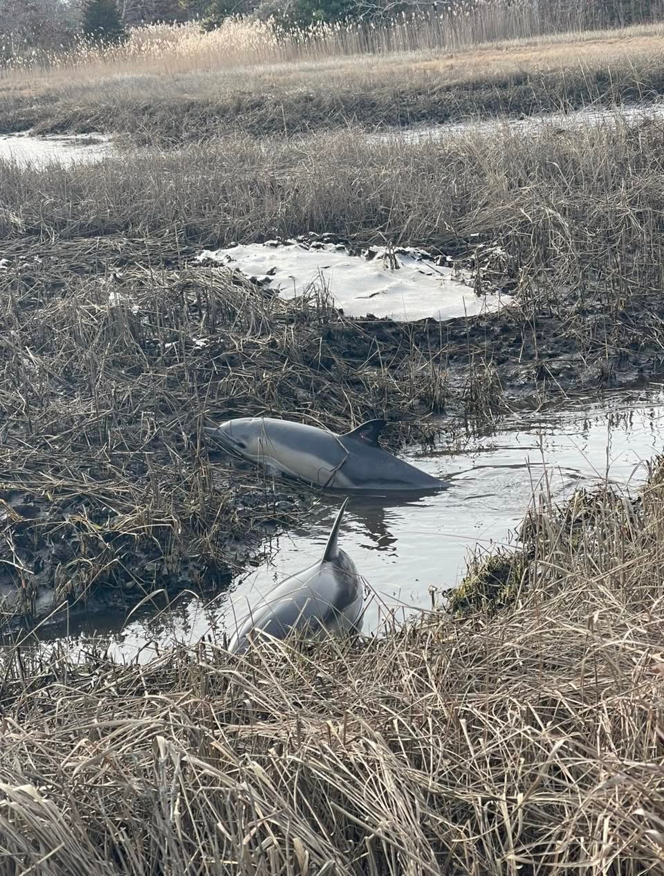 Mother and calf rescued after dolphin pair gets stranded in ...