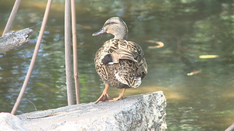 Bird flu confirmed to have killed Hawaiian duck on Kauai