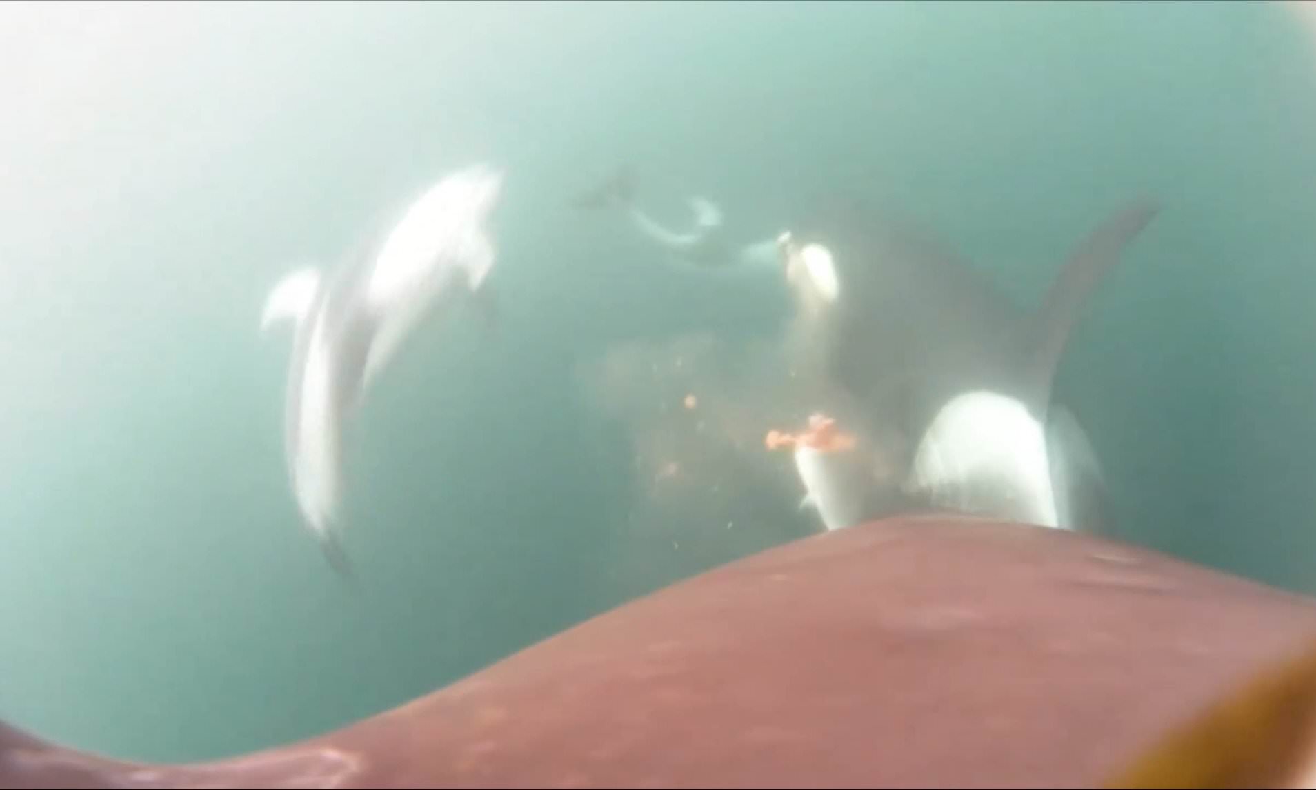 How orca and dolphins team up to hunt salmon... and then eat together