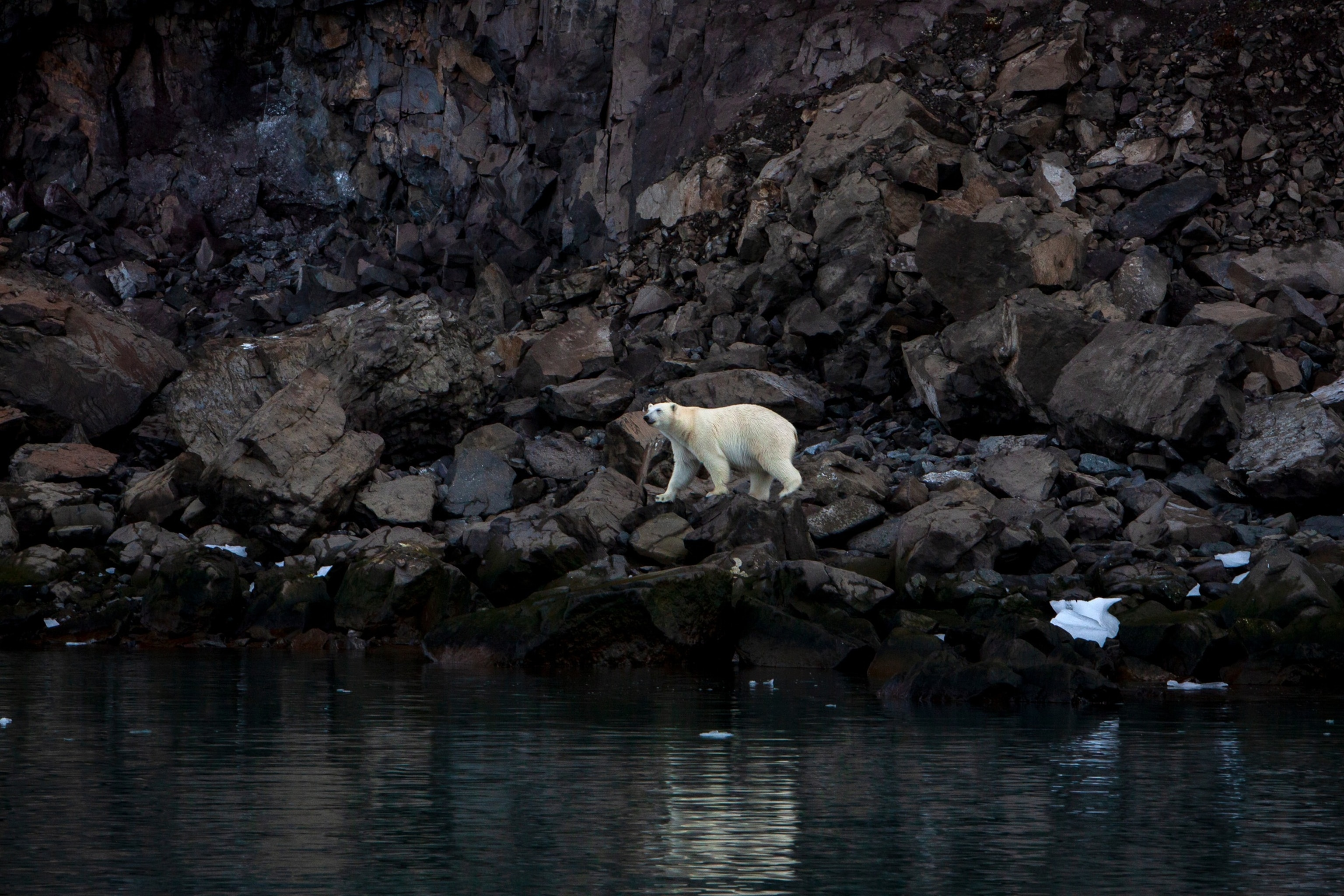 Polar bears are 'rewriting their DNA' to survive warming Arctic, study ...