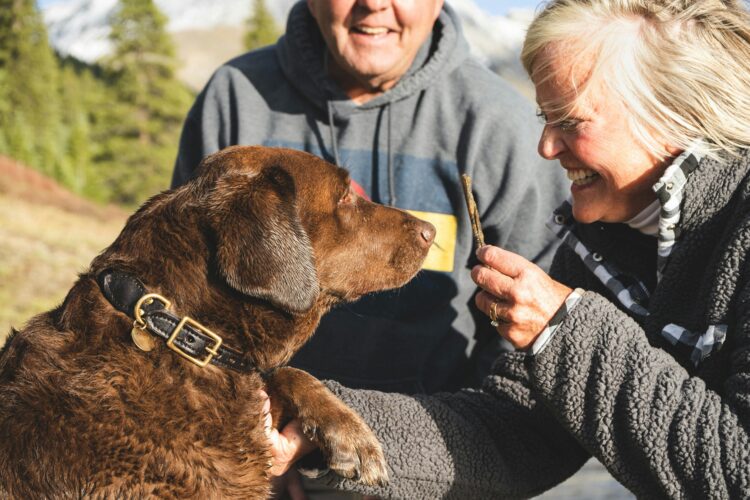 18 great dog breeds for seniors looking for a loyal companion