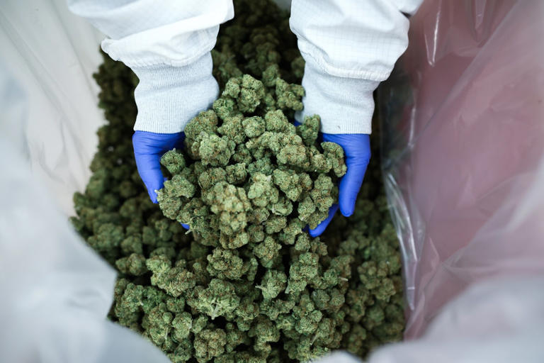 Pot stocks rise on Trump plan to ease cannabis restrictions