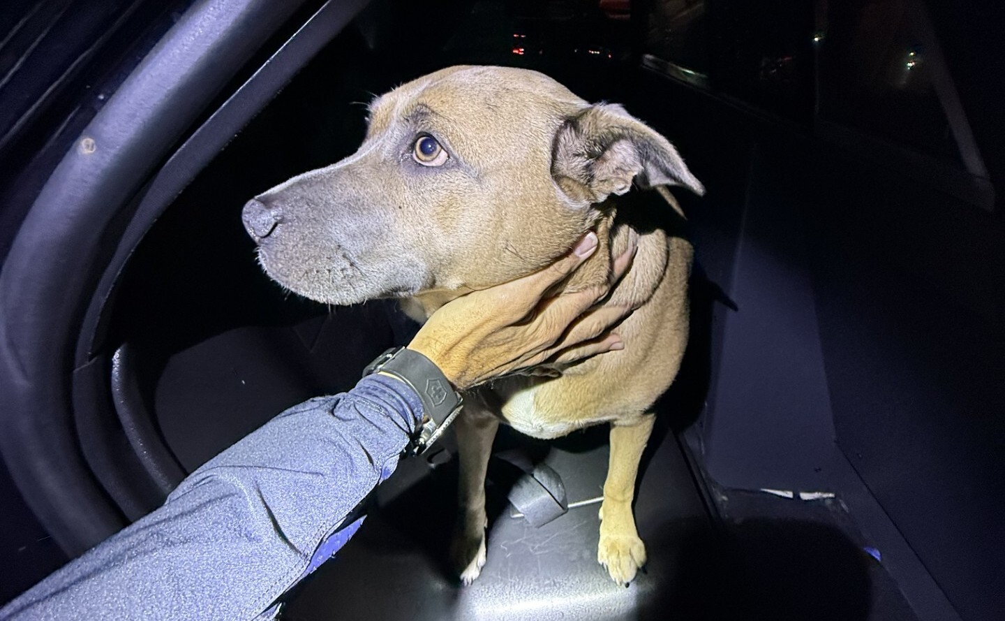 San Francisco police find assault victim's dog