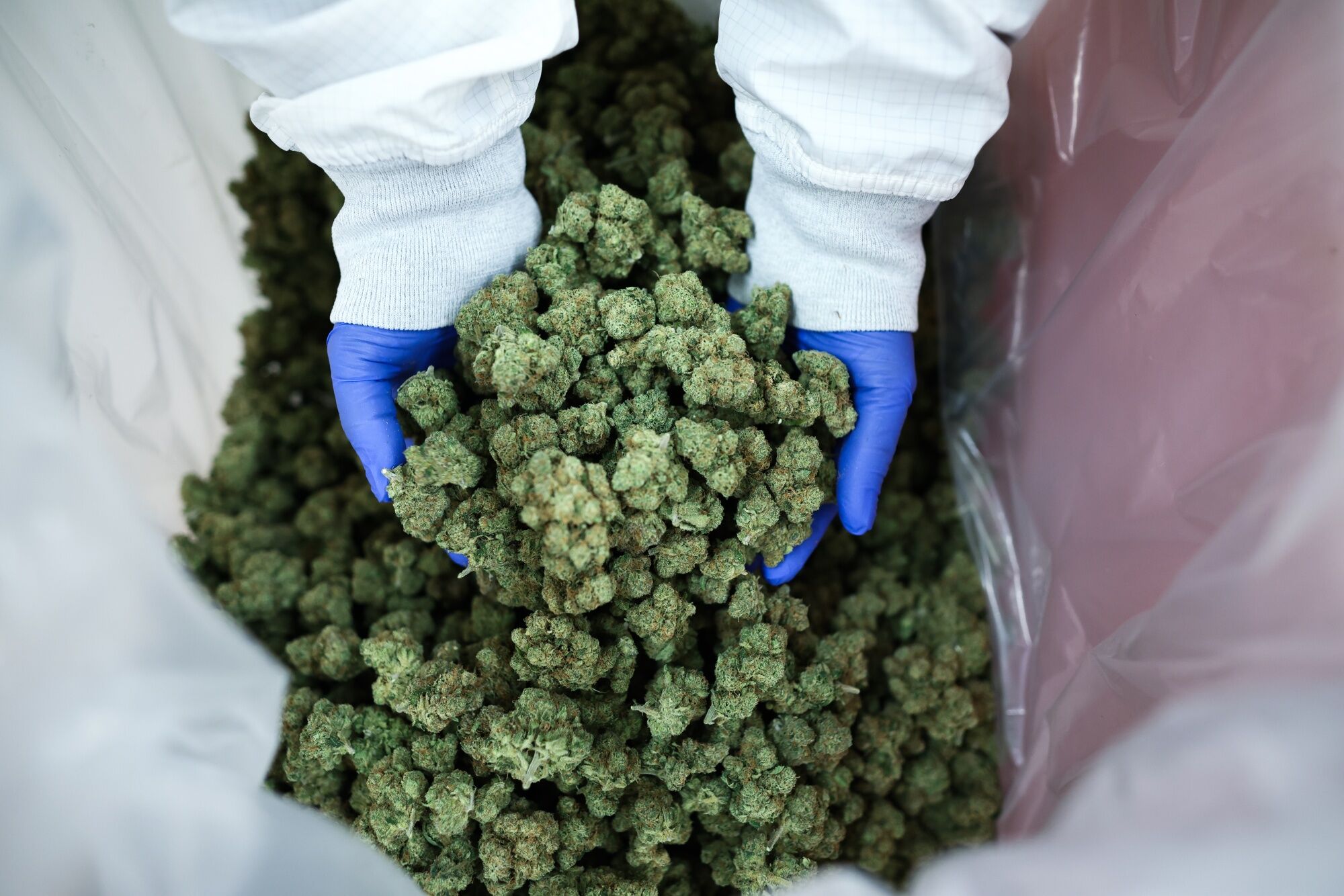 Pot stocks rise on Trump plan to ease cannabis restrictions