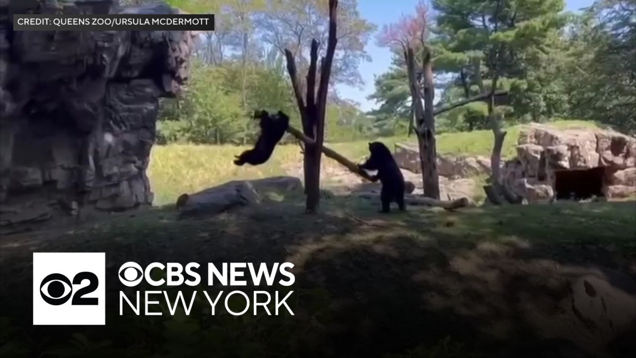 Video shows bears playing with tree branch at Queens Zoo