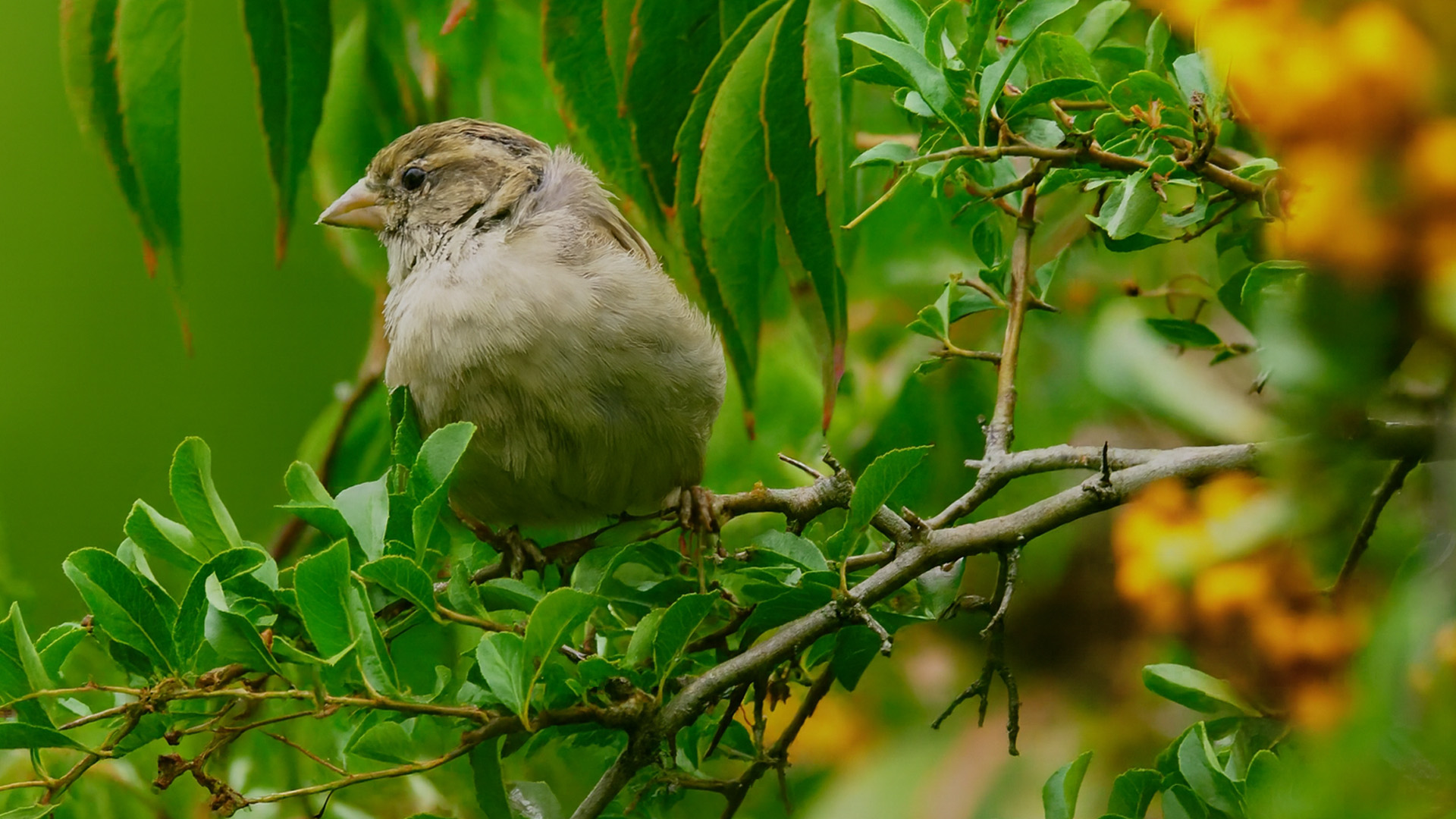 A sparrow resting in a berry bush