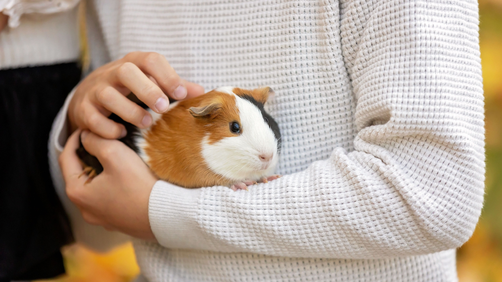 The friendliest small pets for kids beyond cats and dogs