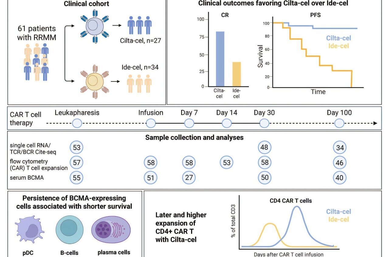 How CAR T-cell therapies target myeloma at the molecular level