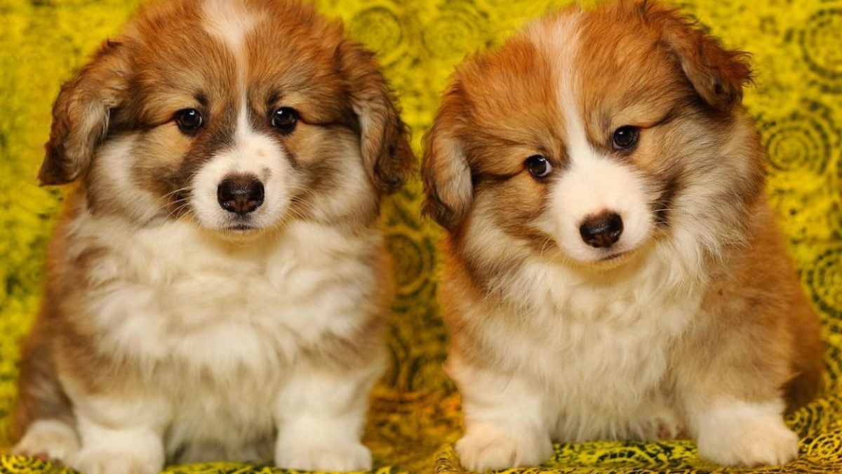 9 foods that can trigger intestinal pain in your dog