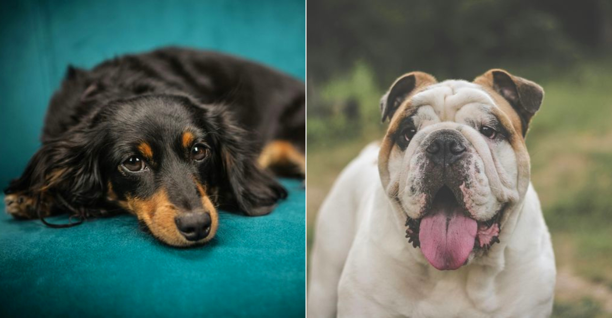 5 dog breeds with amazingly long lifespans and 5 that leave us too soon