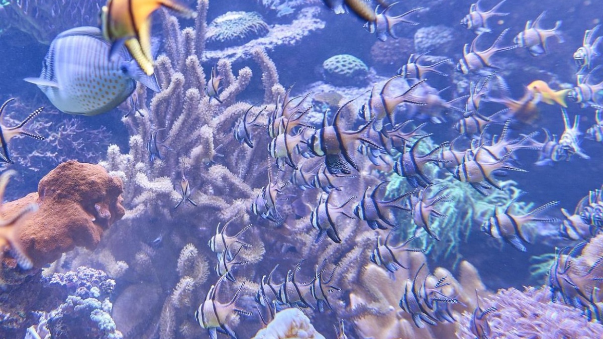 10 aquarium decorations you should never use: Protect your fish from ...