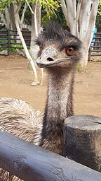 Emu runs and plays alongside a group of dogs