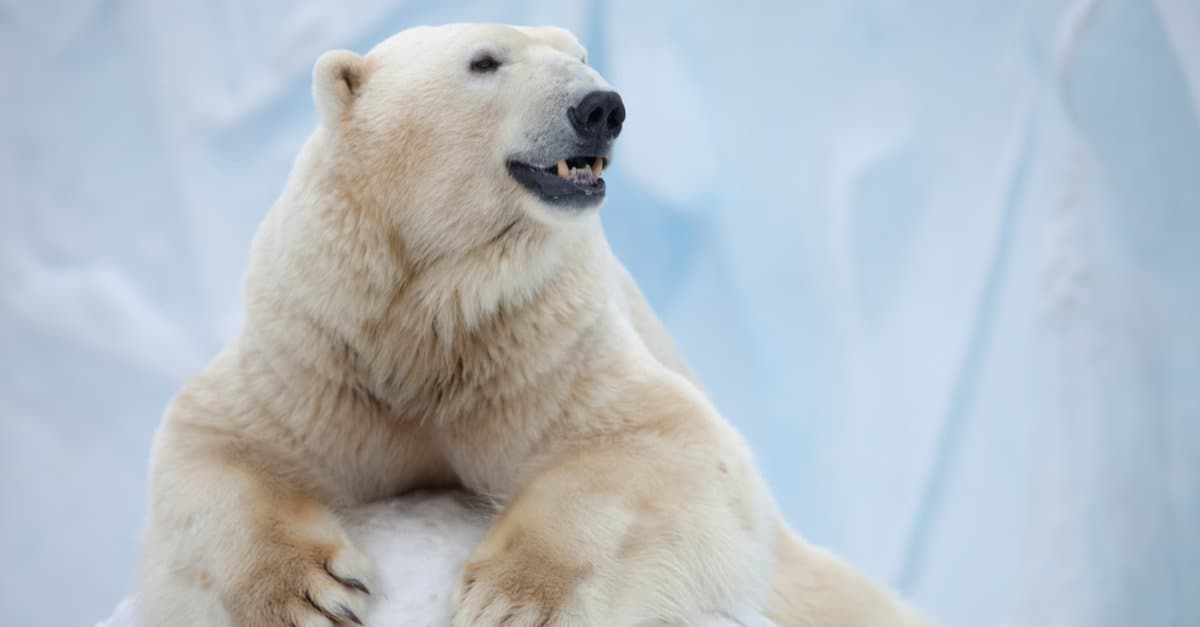What to do if you encounter a polar bear in the wild