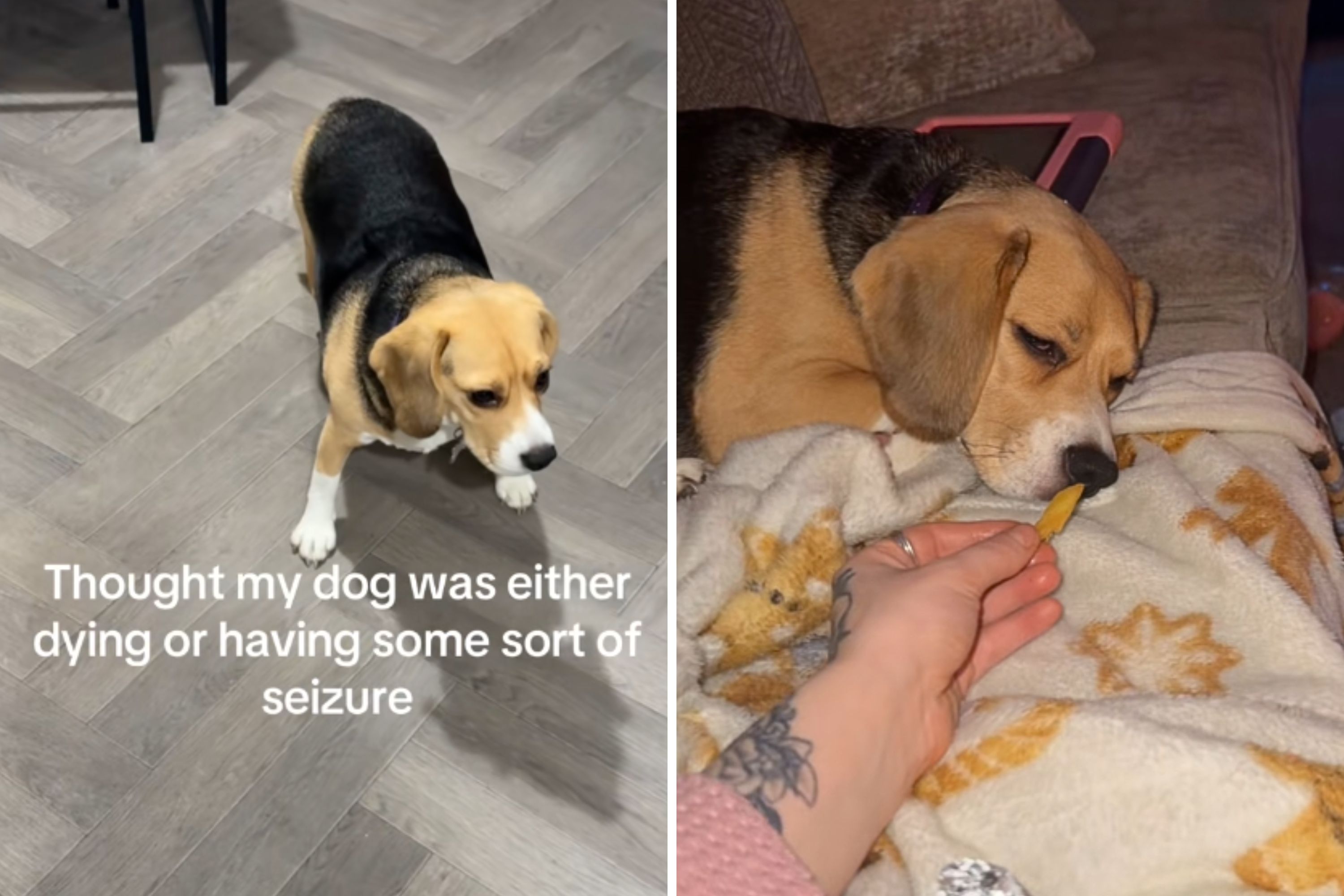 Owner rushes 'dying' dog to $600 vet appointment—can't believe diagnosis