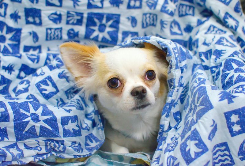 5 dog breeds with amazingly long lifespans and 5 that leave us too soon
