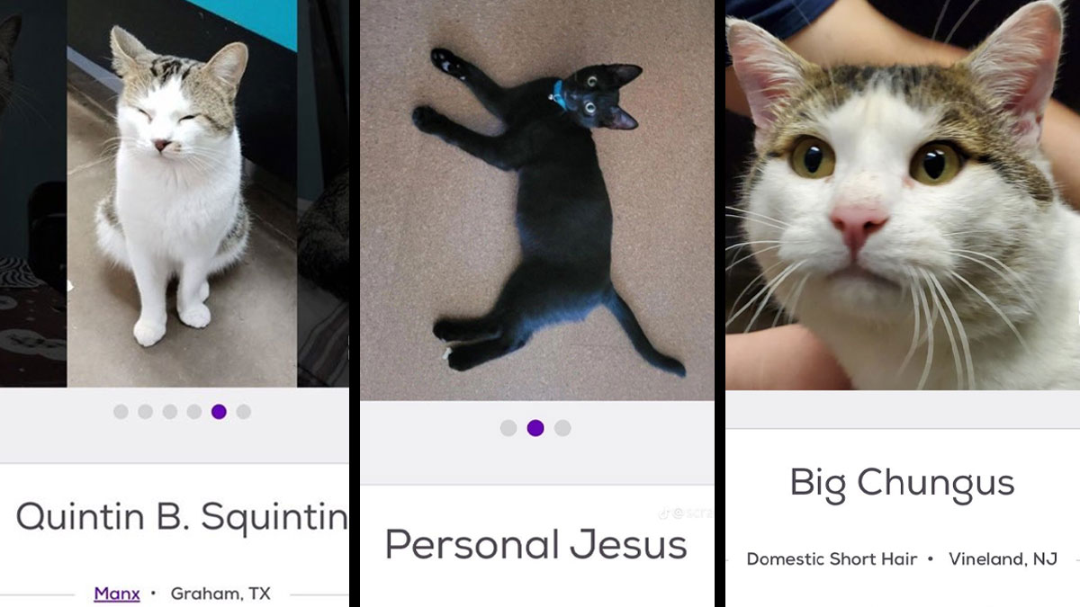 44 times pet names were so good they deserved an award