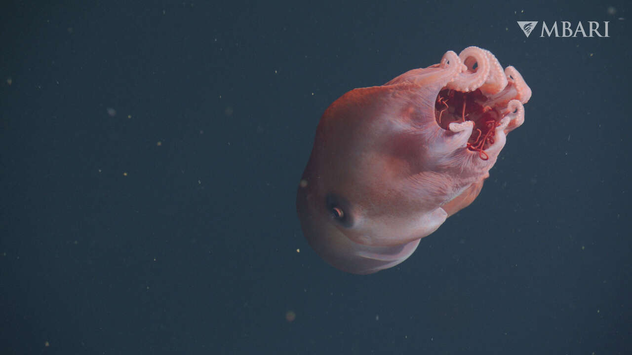 Giant, rare 7-armed sea creature spotted in California's Monterey Bay